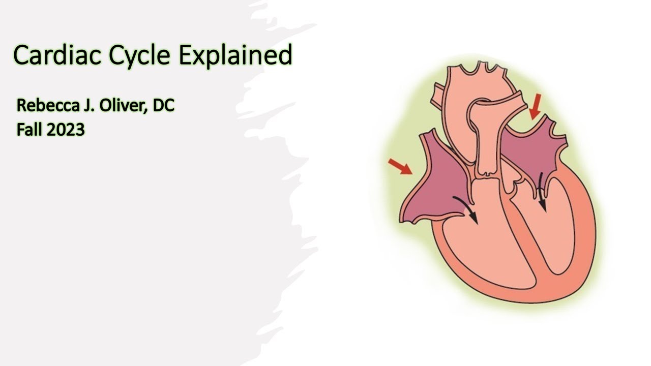 Cardiac Cycle Explained - YouTube
