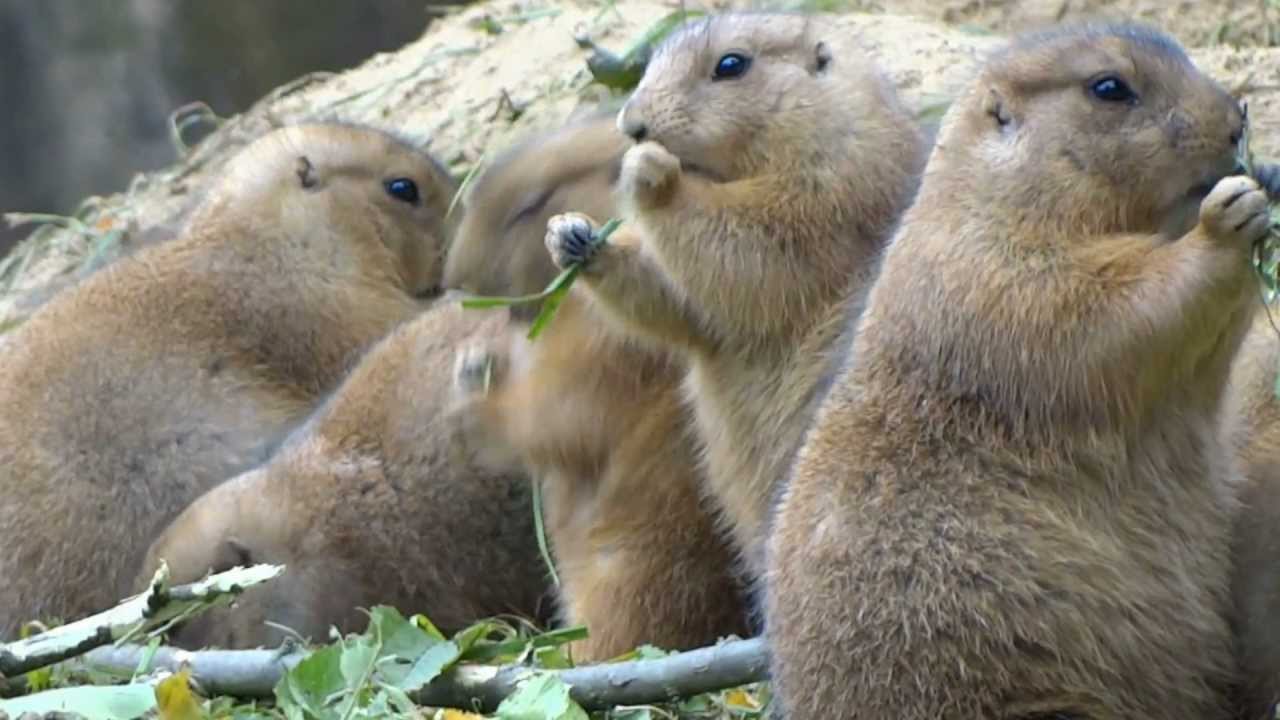 Marmots / Marmotten - YouTube