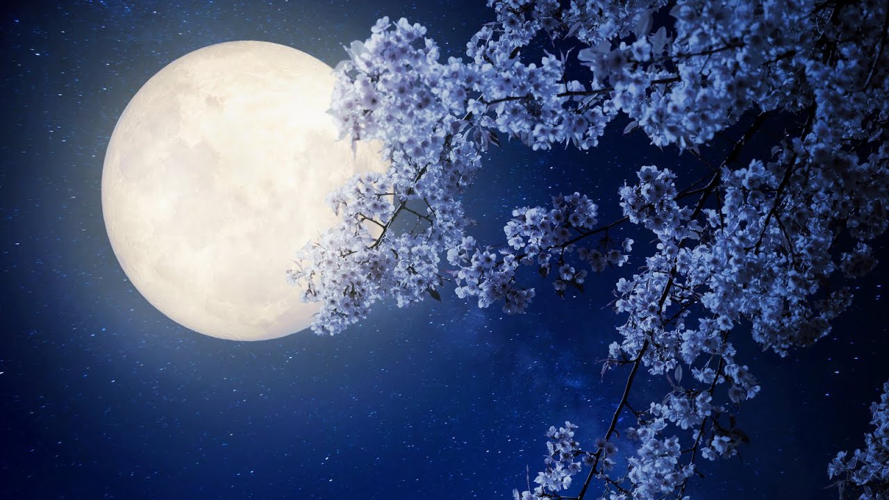 Relaxing Spooky Spring Music - Night Blossoms 🌙 ★562 - YouTube