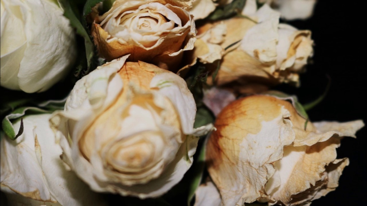 Decaying Flowers - YouTube
