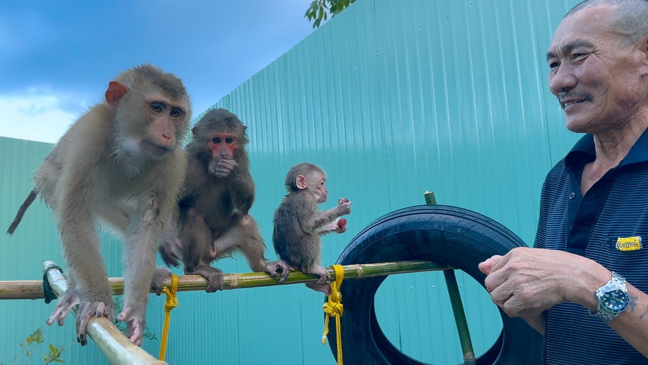 Monkey baby so cute loves having fun with grandpa - YouTube
