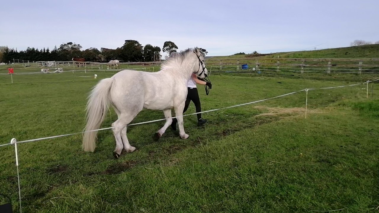 Laura Bevins and Jake, #167, purple ring inhand - YouTube