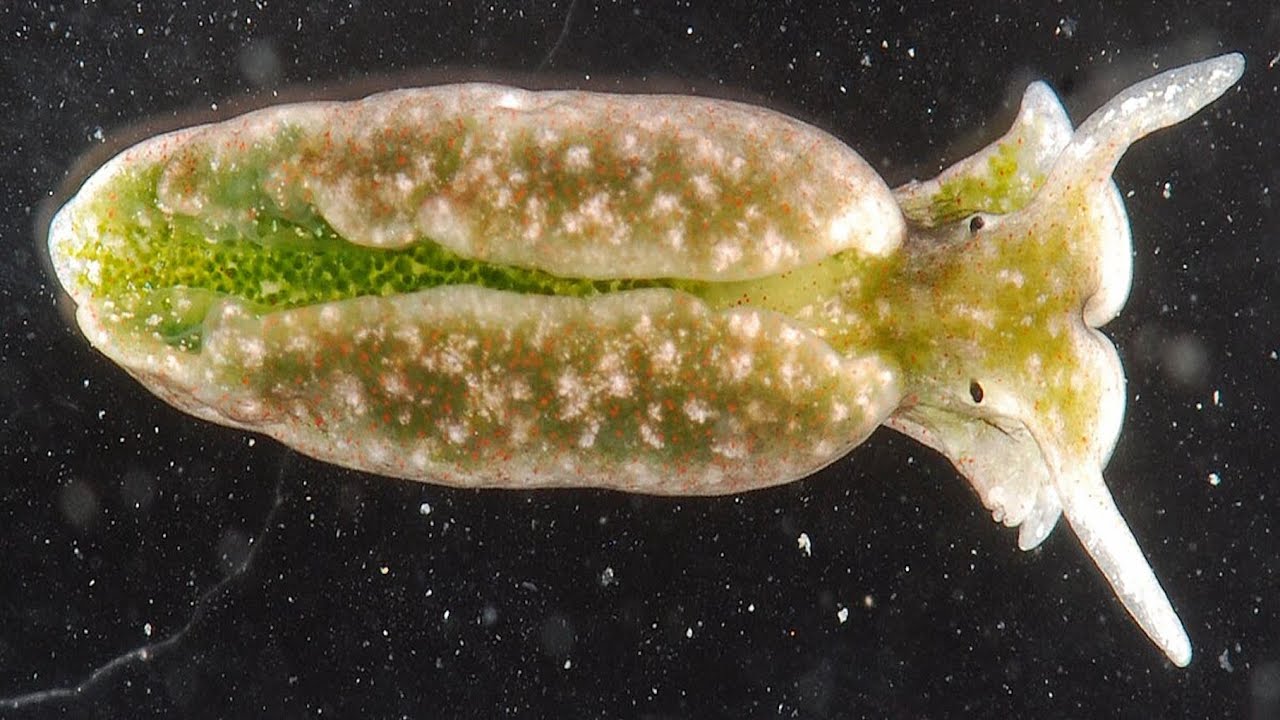 The Slug that Does Photosynthesis: It's a Solar Powered Animal - YouTube