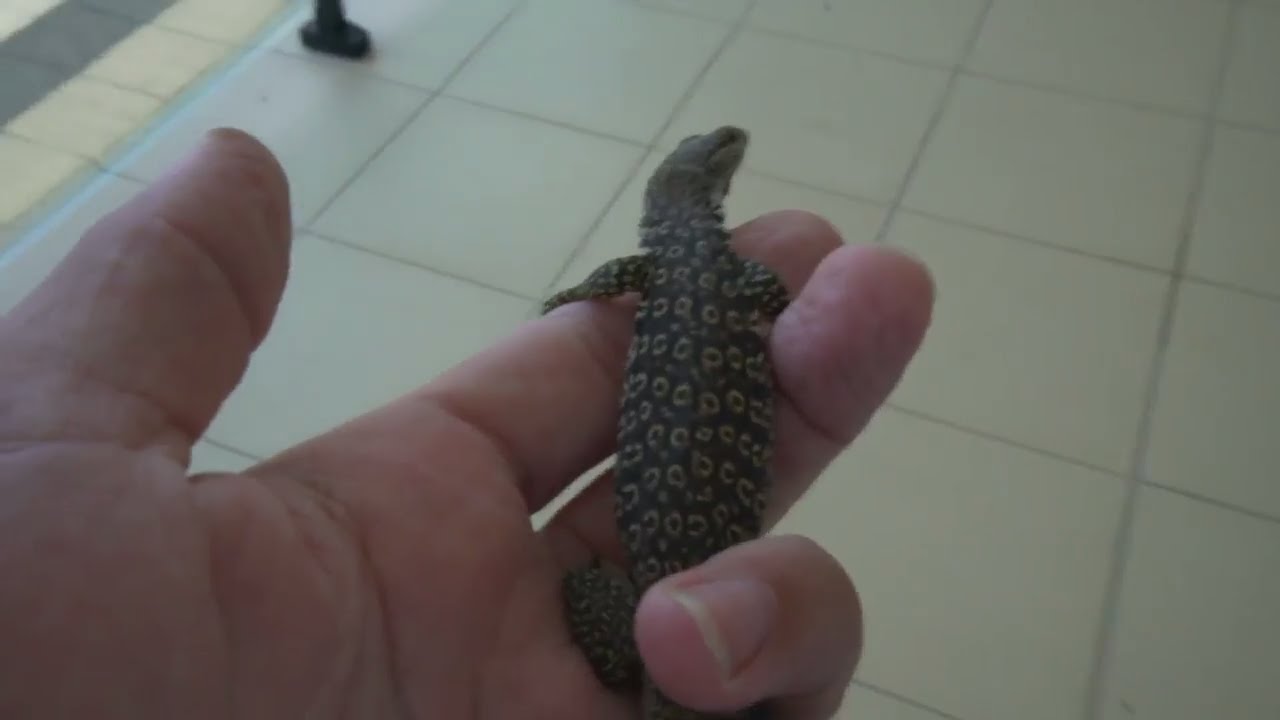 We caught a BABY GOANNA!!!! - YouTube