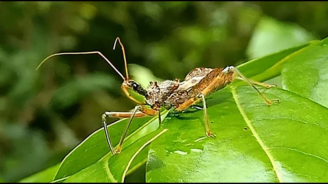 Reduviidae - Assassin bugs posing Queensland Australia - YouTube