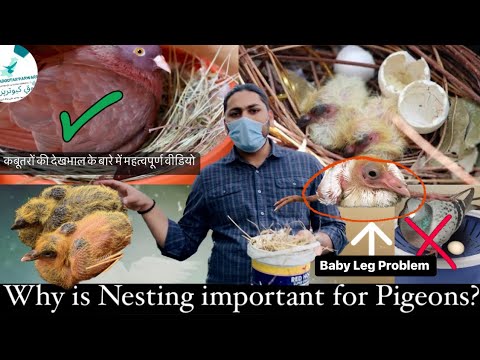 Best Nesting Material for Pigeons? Pigeon Baby Legs Problem | Successful Breeding Tips | Pigeon ...