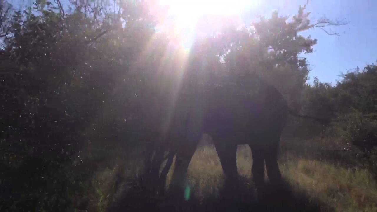 Raging Elephant attacks tourists!!! - YouTube