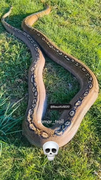 big python - YouTube