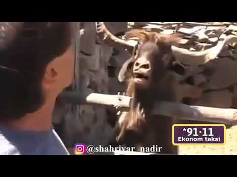 Komik video ask