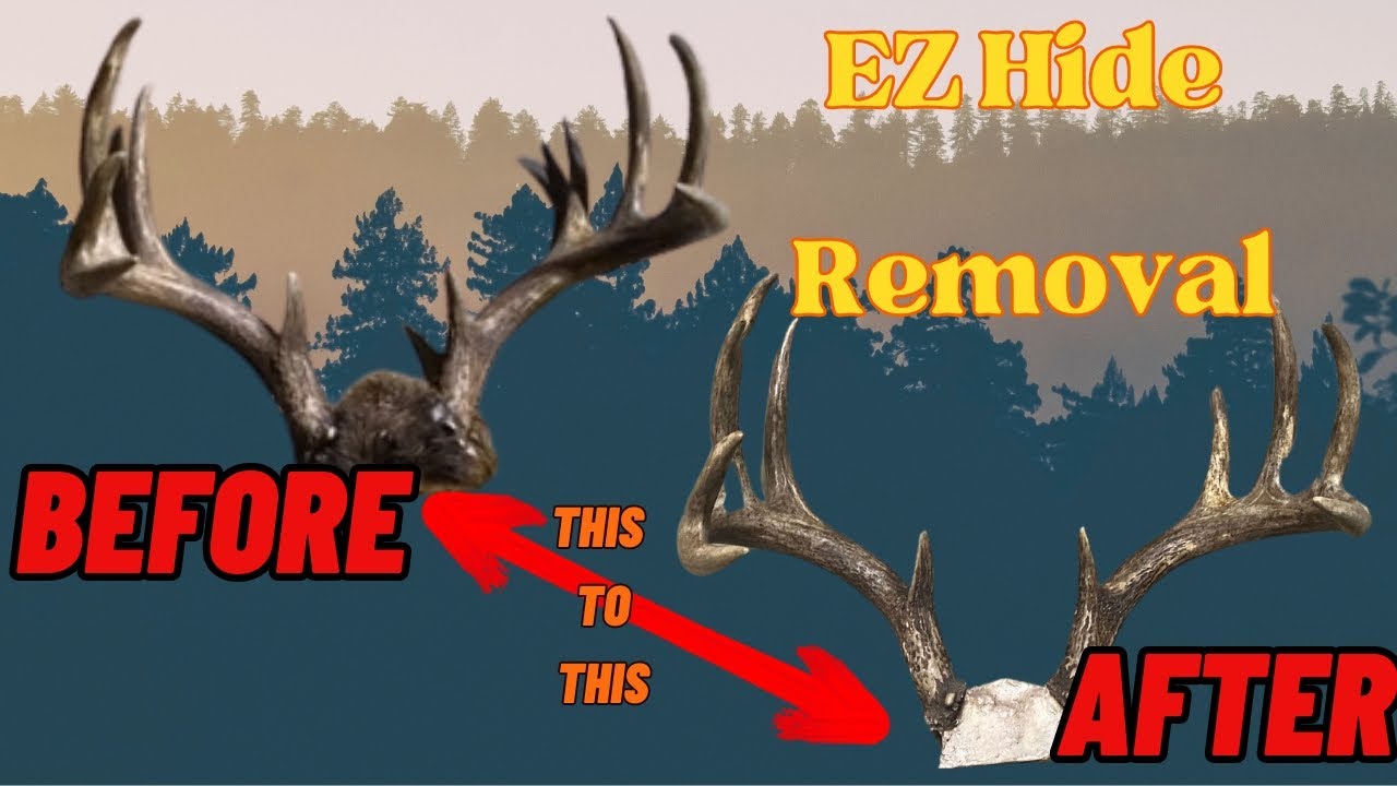 Easy Deer Hide Removal from a buck skull for mounting on a wall plaque ...