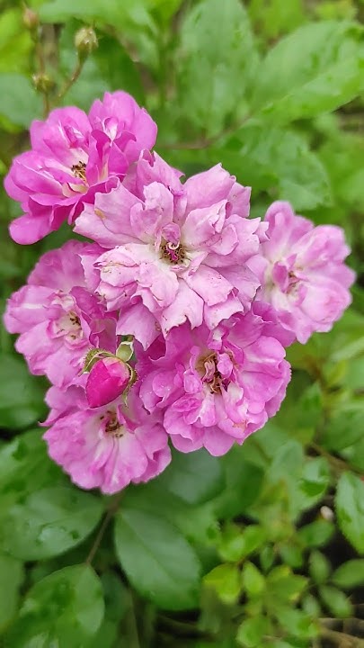 Роза плетистая Вартбург первое цветенние - YouTube