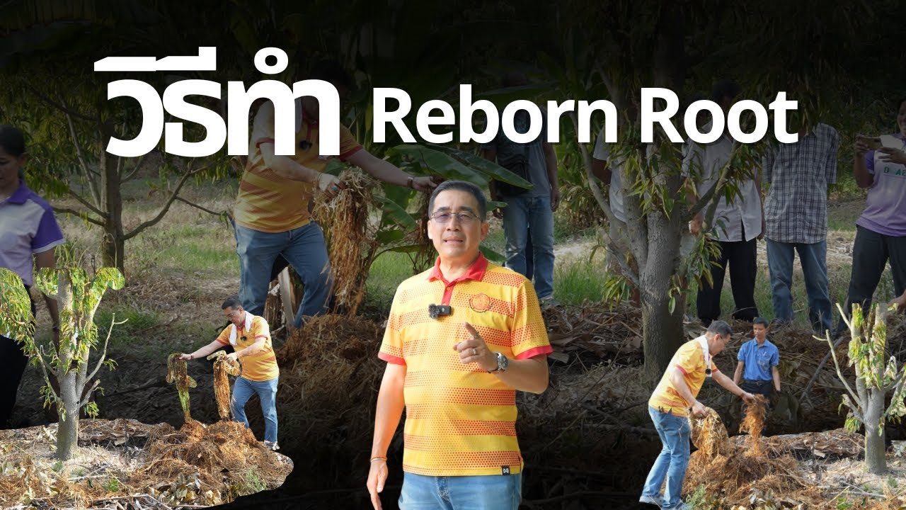 วิธีทำ Reborn Root ฟื้นต้นทุเรียน ที่ทุกคนรอคอย - YouTube