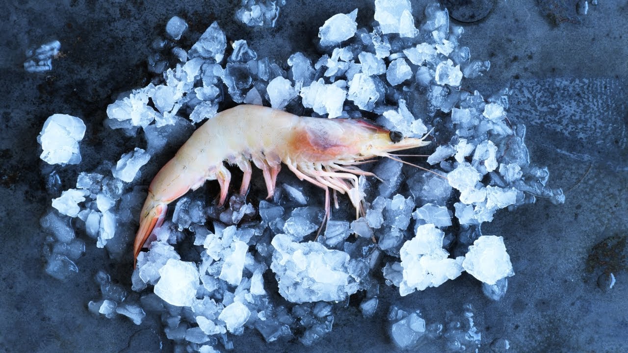 The Australian Wild Banana Prawn - YouTube