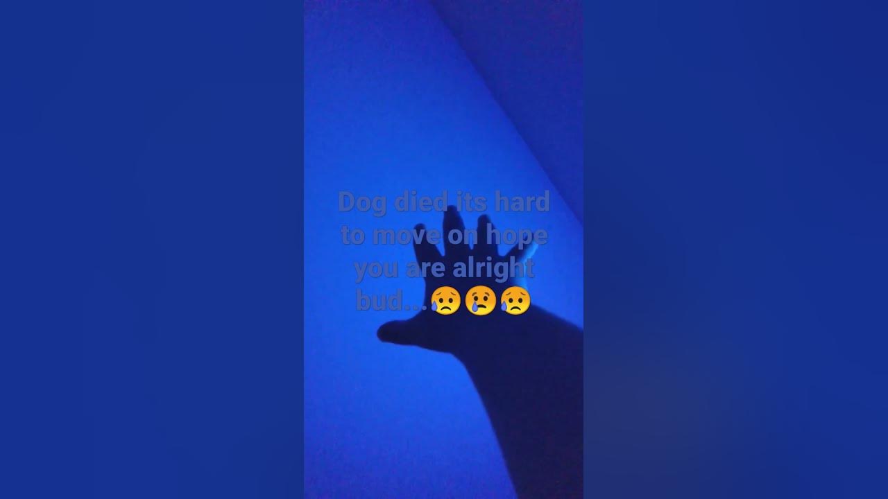 Dog Died YouTube dog-died-youtube