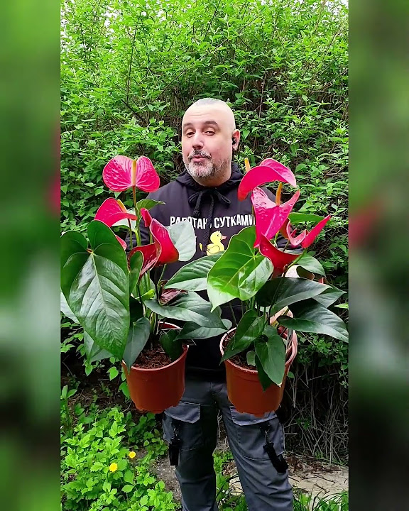 Антуриум Андрэ Рэд Виктори, цена 550 гривен! Бронь в вайбер 0996782355 ...