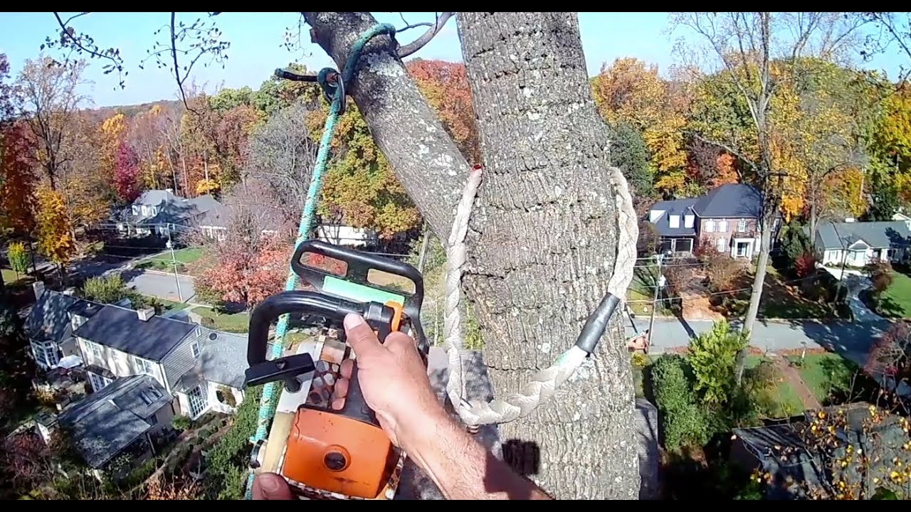 Lowering Limbs in the Wind from 90 feet up. Not recommended for ...