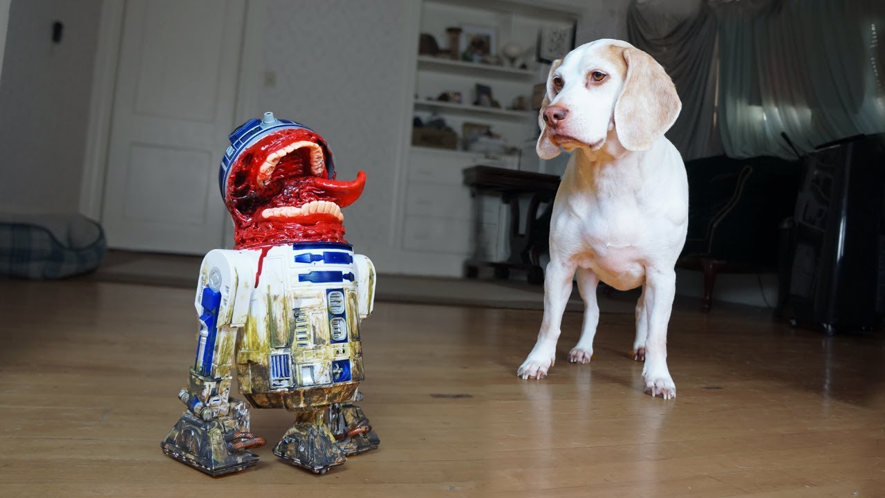 Dog vs Zombie R2D2 Prank! Funny Dogs Maymo, Potpie & Penny - YouTube