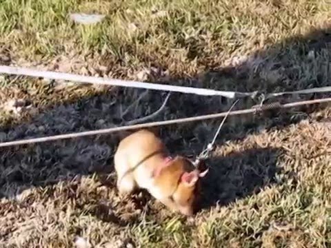 Mine detecting rats finding explosives - YouTube