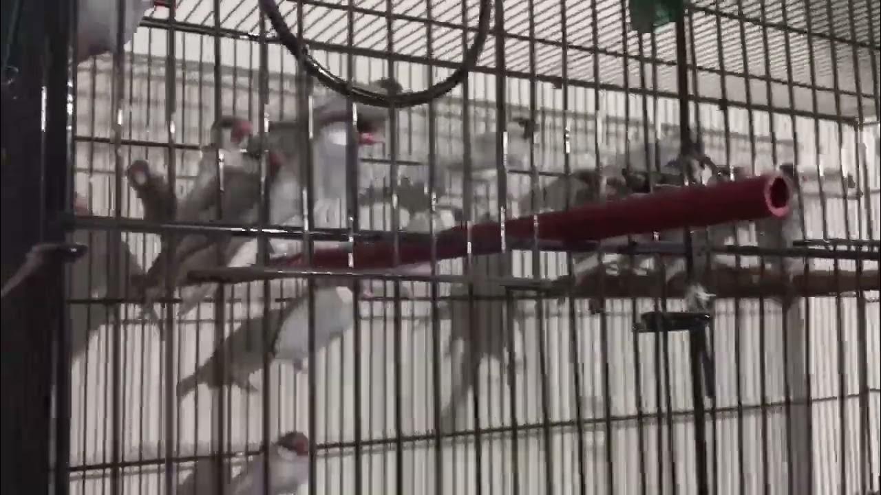 Sliver Java Bird - Breeding Java Pairs colony - YouTube