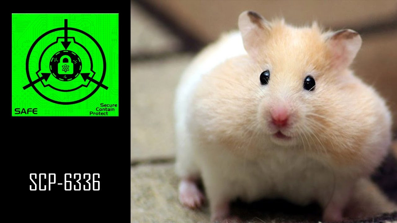 SCP 6336 - Look at this cute Hamster!!! - YouTube