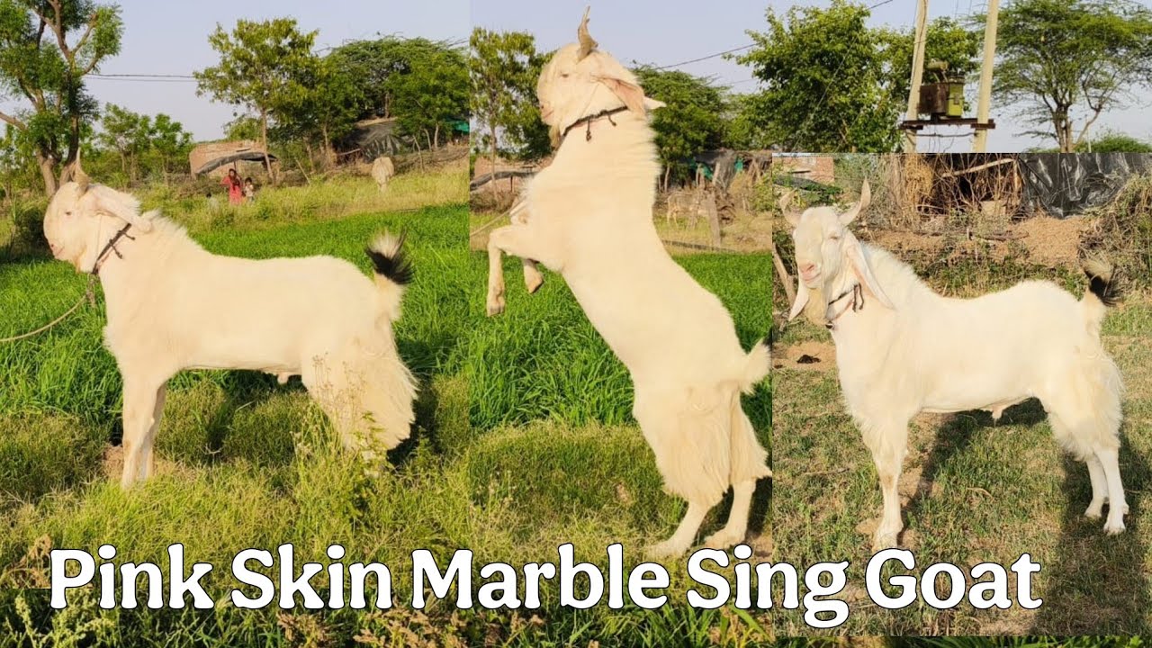 Pink Skin Marble Khur Kota Goat | Tar Gulabi Bakra | Cheeta Goat Farm ...