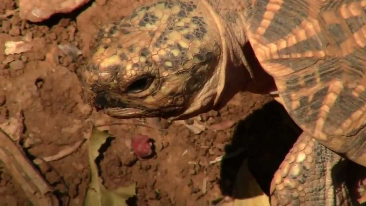 Turtle - Tortoise - tortoise crawling - Testudinidae - Reptiles - YouTube