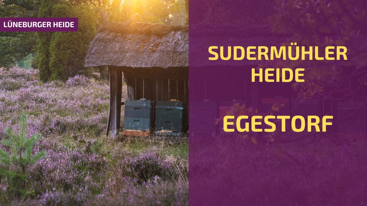 Lieblings-Heidefläche? 💜 | Sudermühler Heide | Lüneburger Heide - YouTube