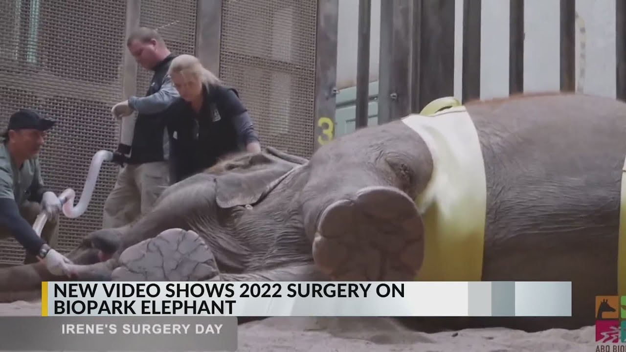 BioPark shares behind the scenes of video of elephant's surgery - YouTube