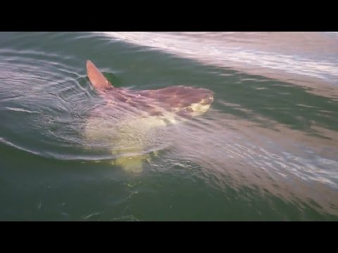 Giant Ocean Sunfish ..... Gulf of Maine - YouTube