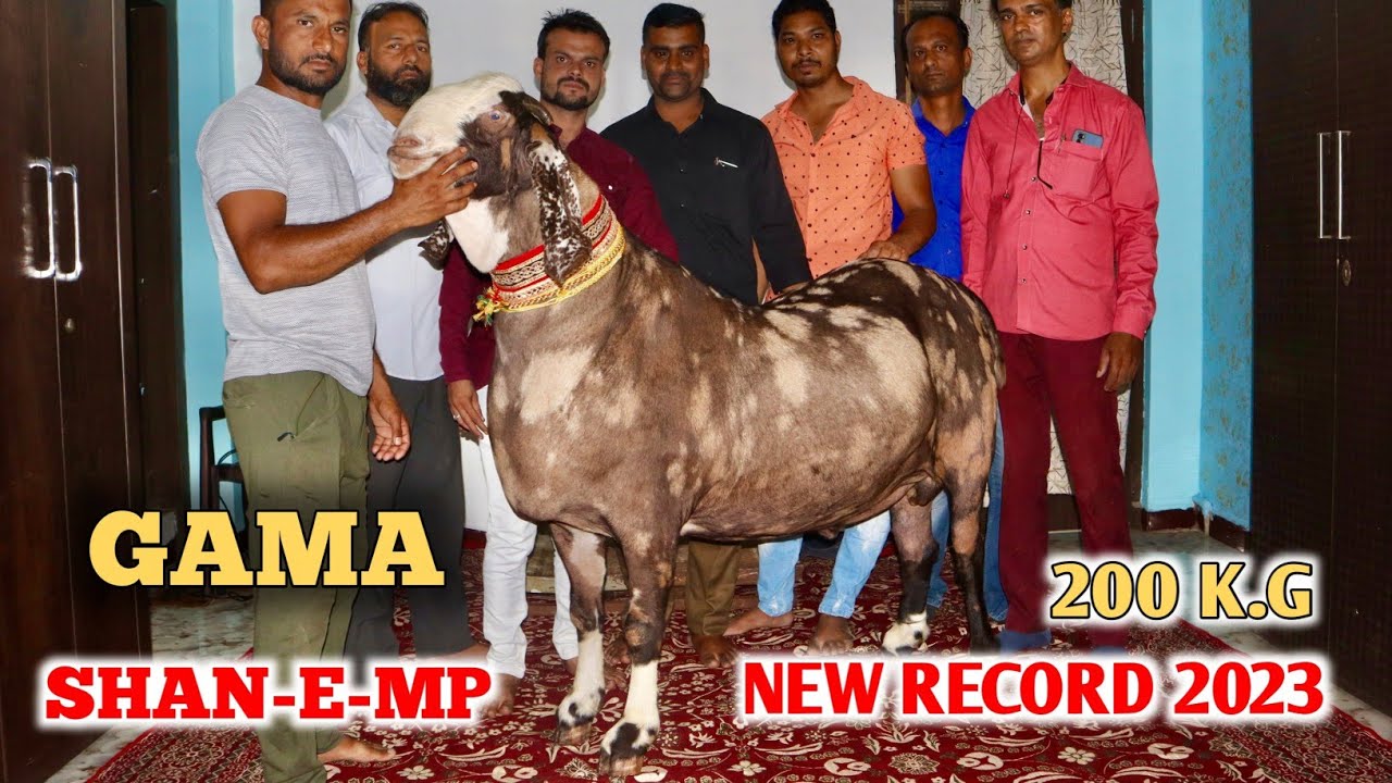 GAMA Biggest Goat Of MP New Record In 2023 - YouTube