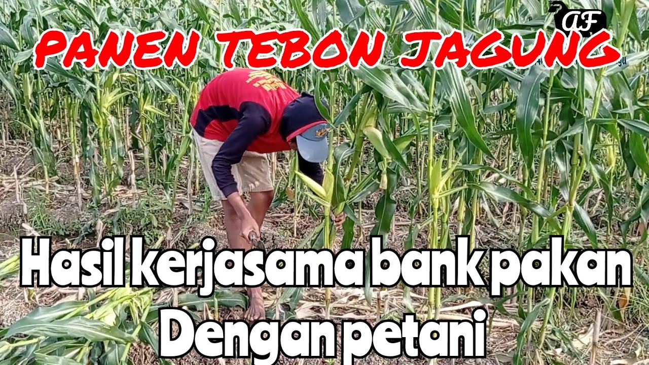 Panen tebon jagung hasil kerjasama bank pakan dengan petani - YouTube