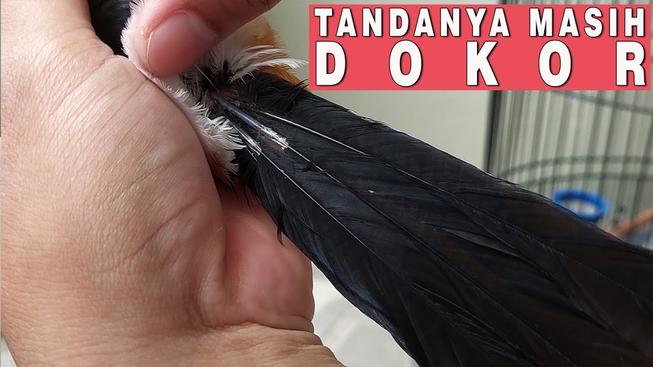 ciri ciri murai selesai dokor - YouTube