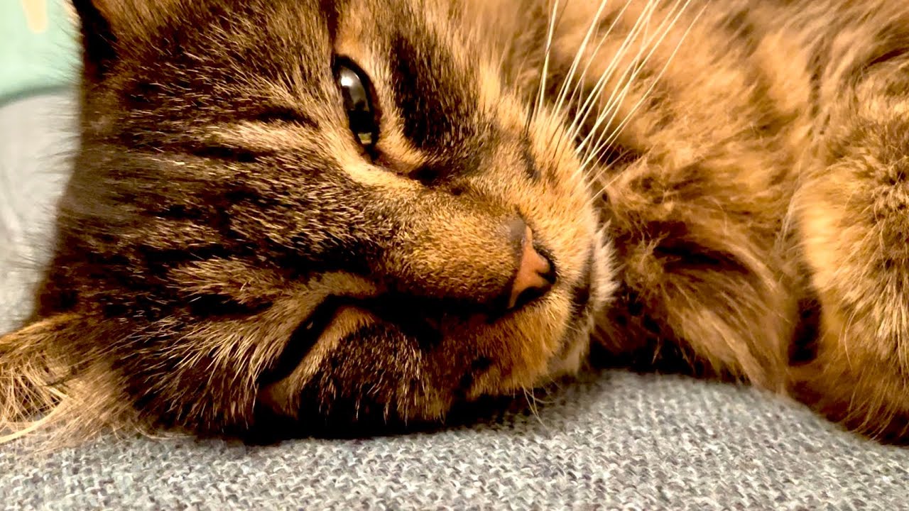 The most relaxed cat conversation on YouTube - YouTube