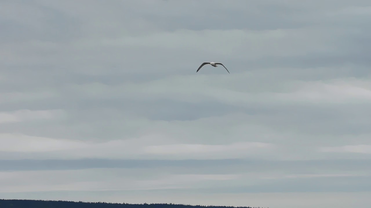 Birds/Shout out for channel: Natsof - YouTube