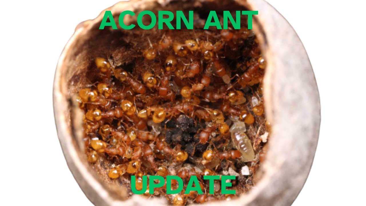 3 Minute update | ACORN ANTS - YouTube