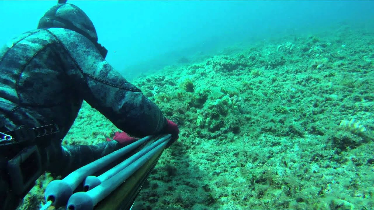 tako dive - YouTube