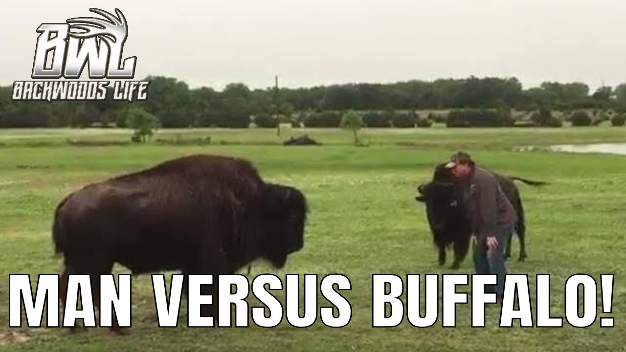 Man Challenges Buffalo Head On in Texas - YouTube