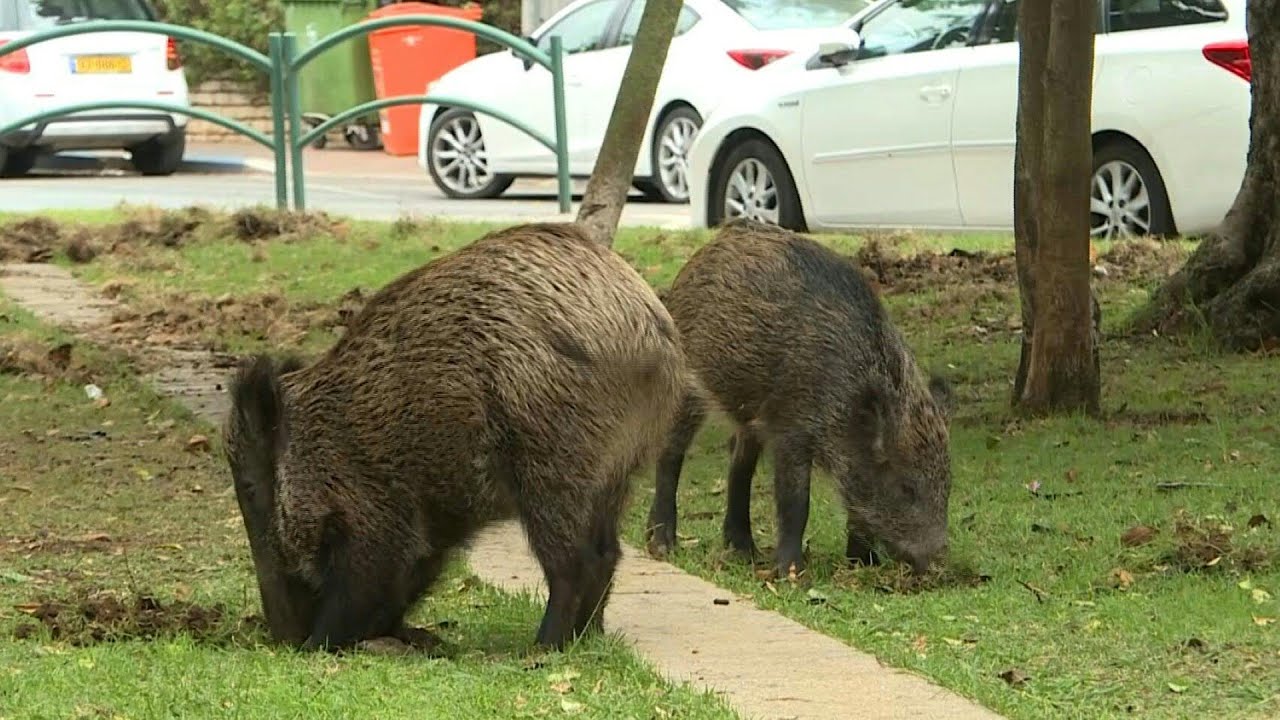 Boorish boars causing trouble in Israel's Haifa | AFP - YouTube