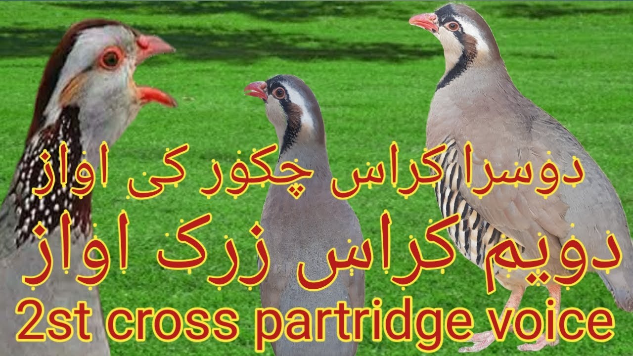 chukar partridge | chakor national bairds of pakistan | چکور کی اواز ...