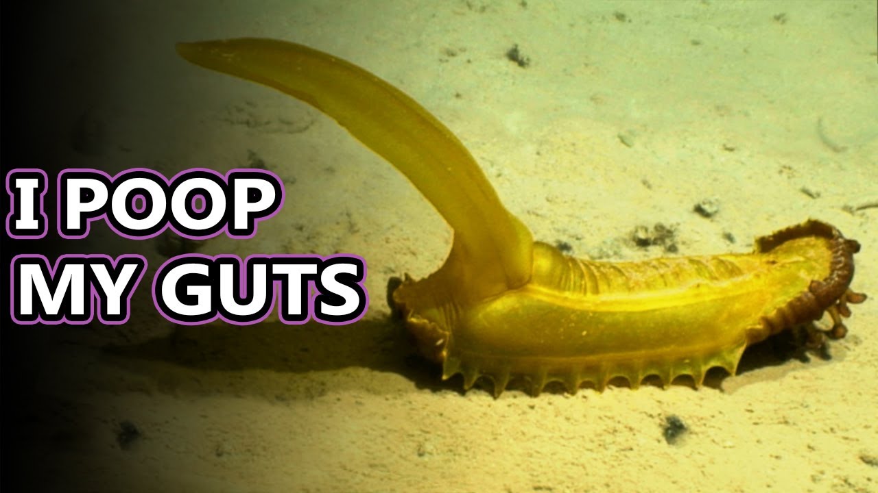 Sea Cucumber facts: fruit of the sea | Animal Fact Files - YouTube