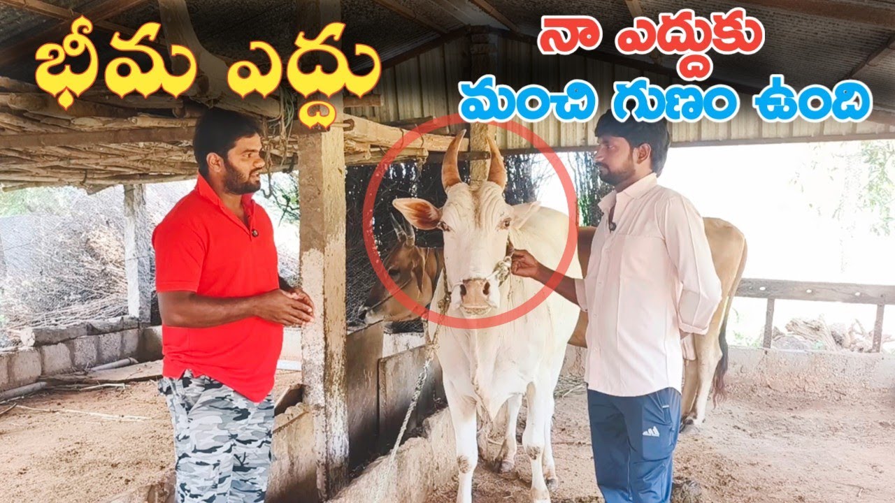 భీమ ఎద్దు 💥| Bheema Bull interview Telugu🔥 Ammagari Palli 🤩 Dhamodhar ...