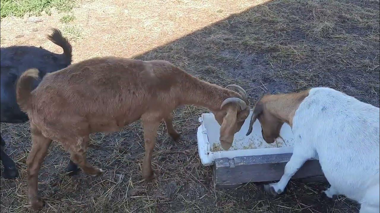 Going to the dentist, Raining, Goats, Snowmobile blog - YouTube