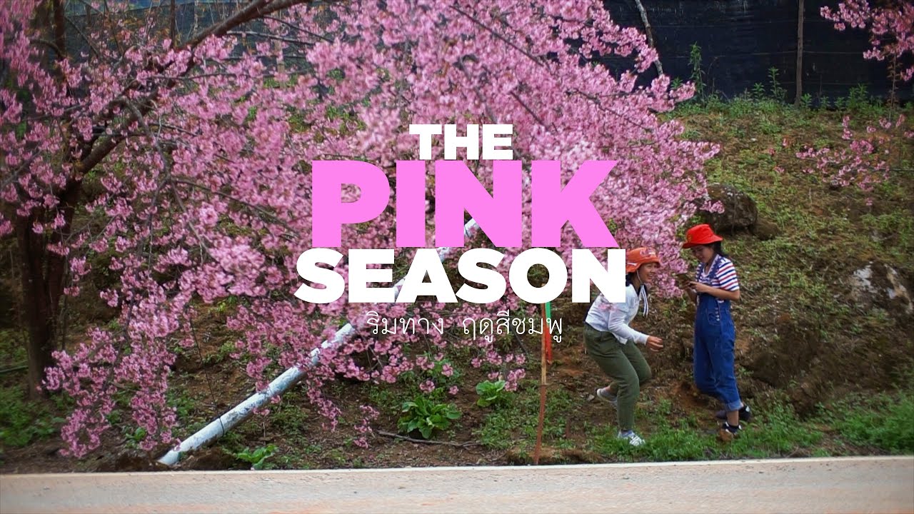 Pink Season ริมทาง ฤดูสีชมพู - YouTube