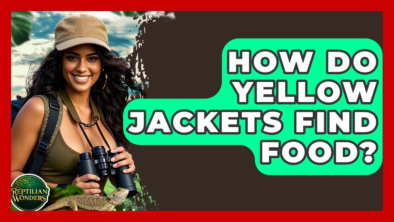 How Do Yellow Jackets Find Food? - Reptilian Wonders - YouTube
