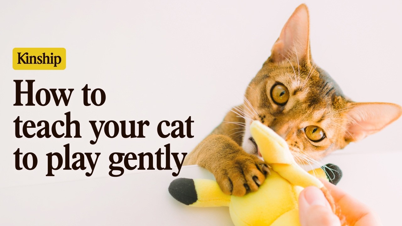 Train Your Cat to Play Nice WITHOUT Getting Scratched! - YouTube