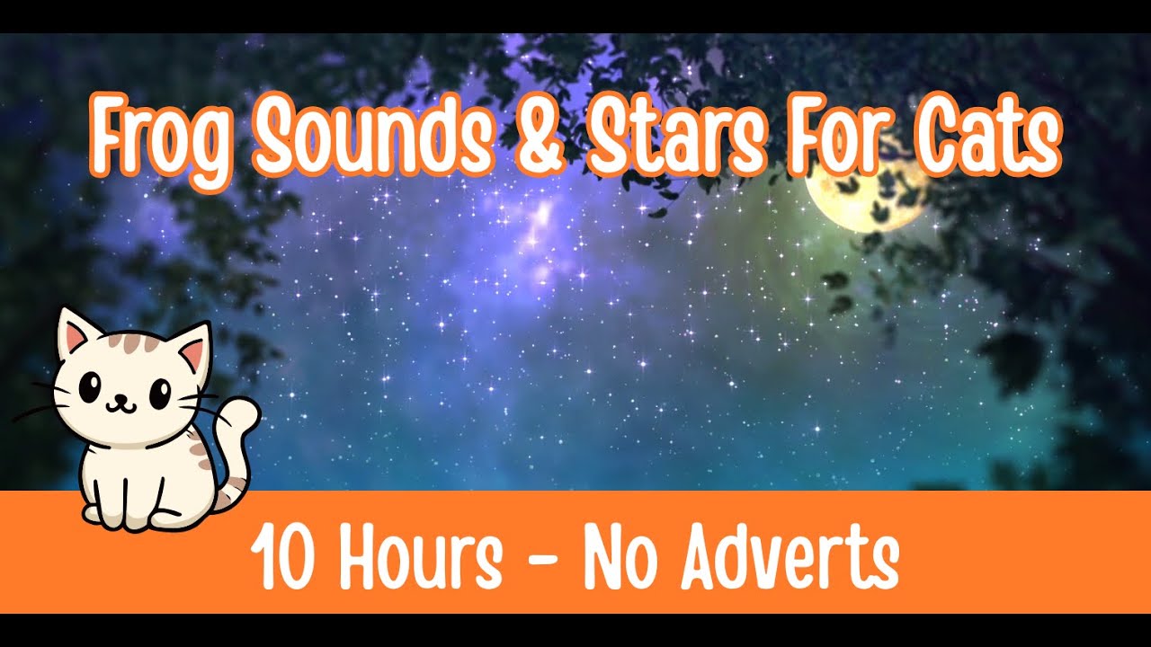 10 Hours of Starry Night Sky for Cats & Kittens | Calming Insect Sounds ...