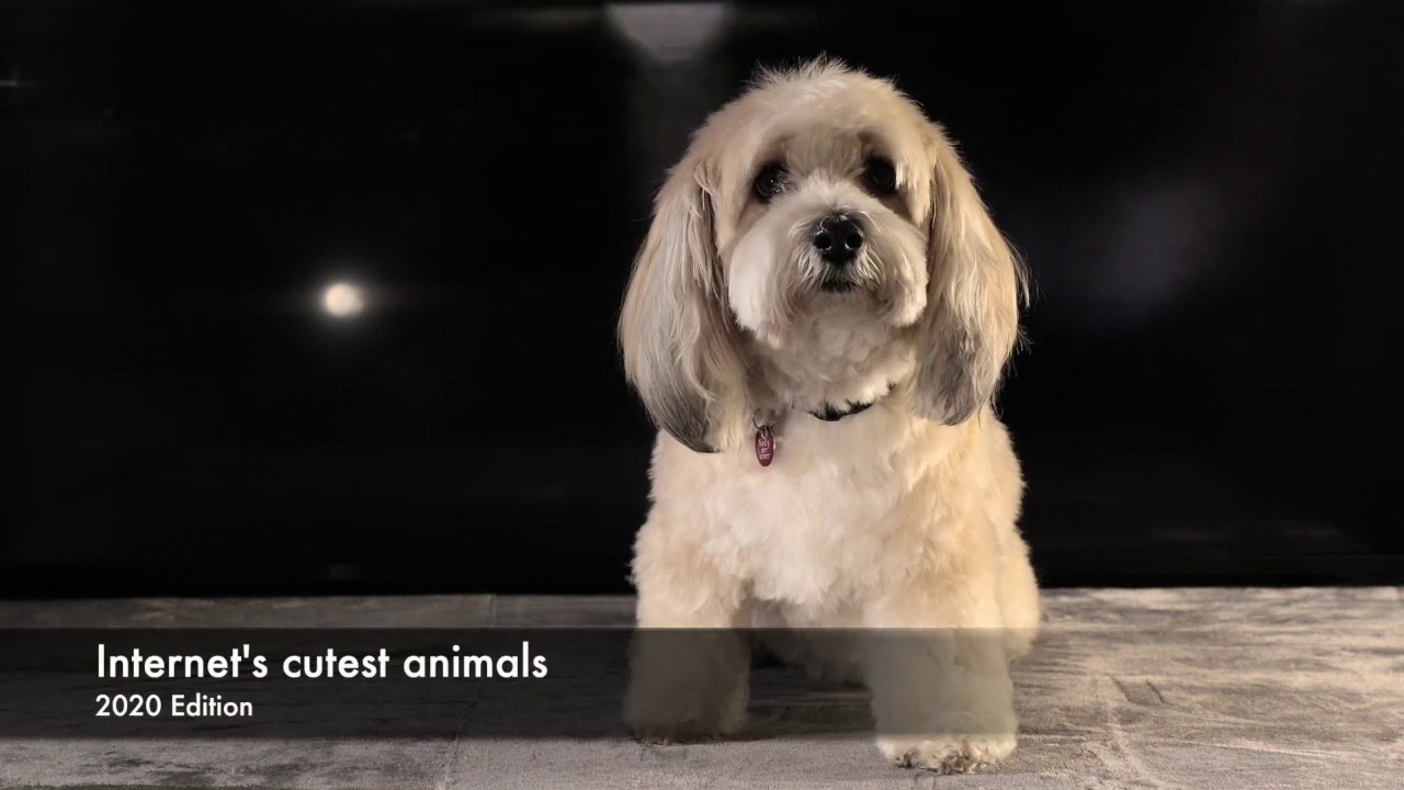 Internet's Cutest Animals 2020 - Cute and Funny Puppies Kittens Baby ...