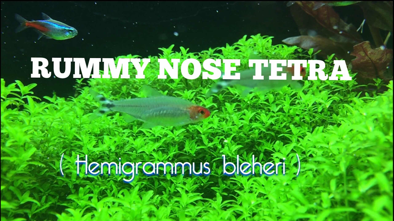 Brilliant Rummy Nose Tetra, Firehead Tetra, Red Nose Tetra - YouTube