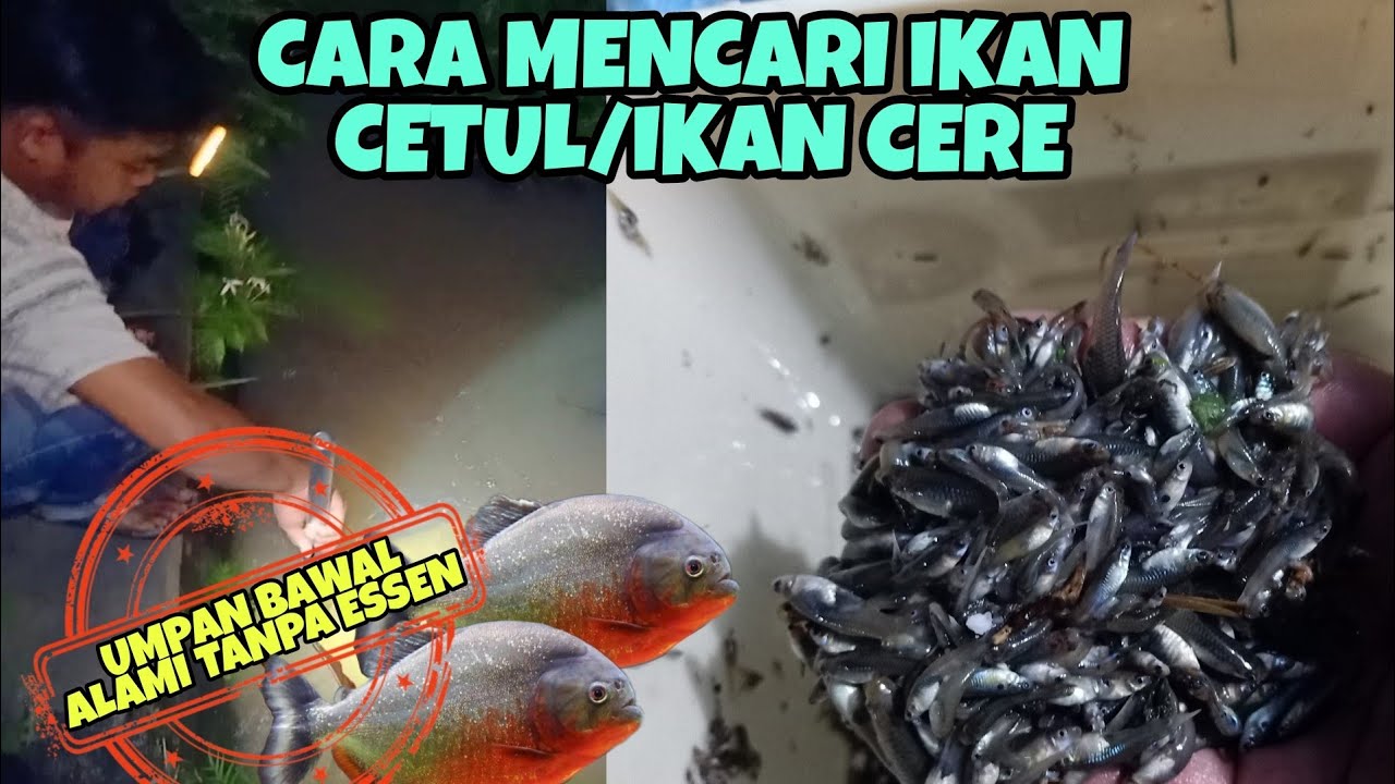 Cara Mencari Ikan Cetol / Ikan Cere Untuk Umpan Ikan Bawal - YouTube