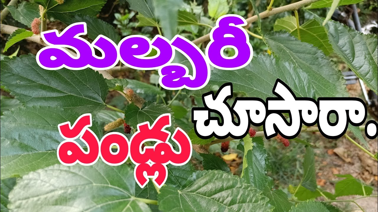 Malbari Fruits Local Tv 587 is live! - YouTube